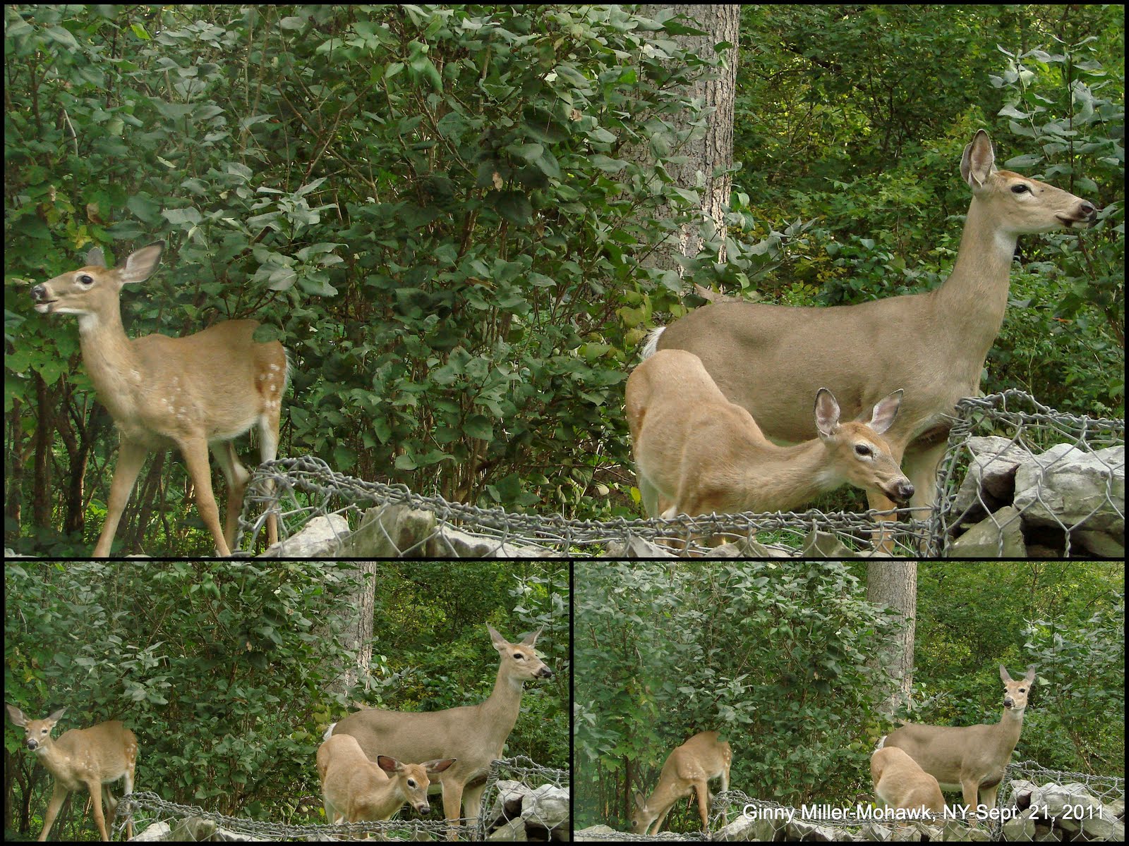 Photography By Ginny: September 21, 2011-The Deer And Fox