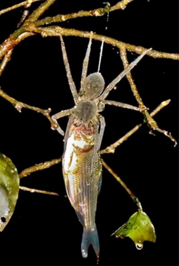 Species New to Science: [Invertebrate • 2014] Fish Predation by Semi ...