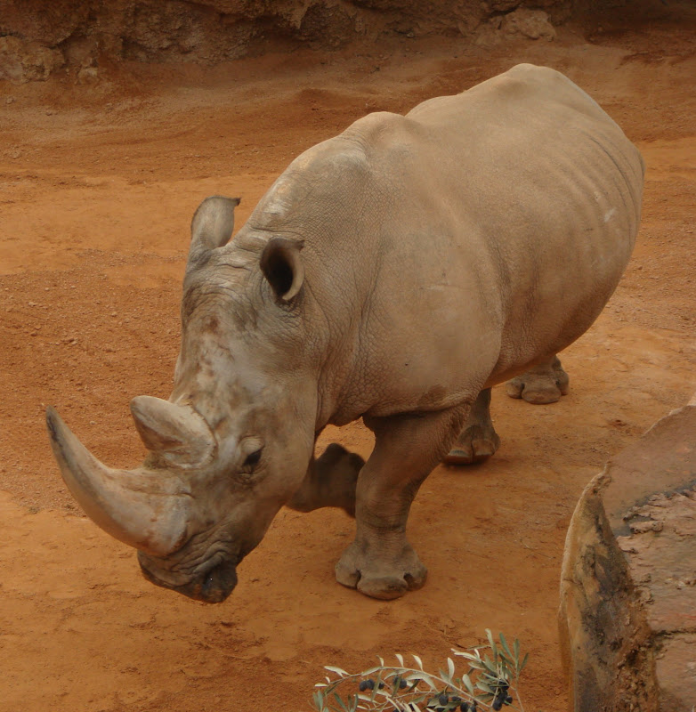 ZOOTOGRAFIANDO (6.100 ANIMALS): RINOCERONTE BLANCO / WHITE RHINO ...