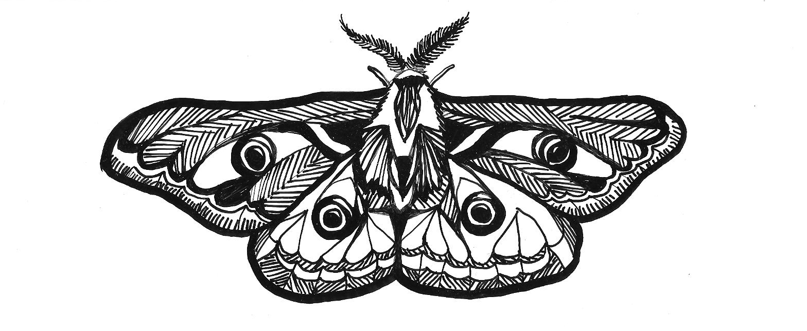 Emperor Moth | Aggie's Drawings