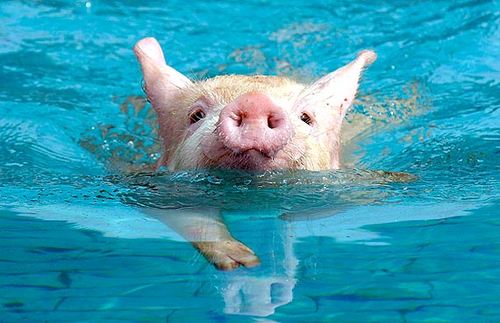 babi: habitat asli babi