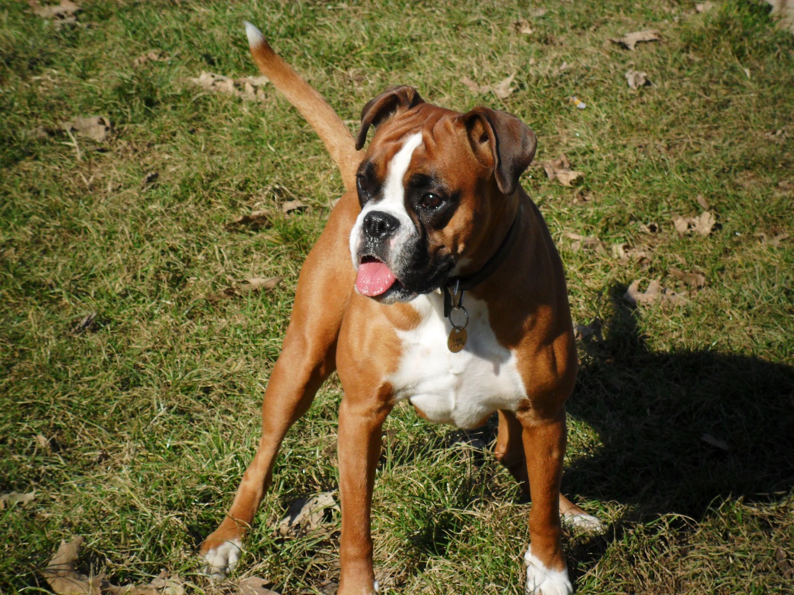 FOTOGRAFANDO ... DAL CUORE IN POI.: MY BOXER : YUMA