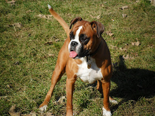 FOTOGRAFANDO ... DAL CUORE IN POI.: MY BOXER : YUMA