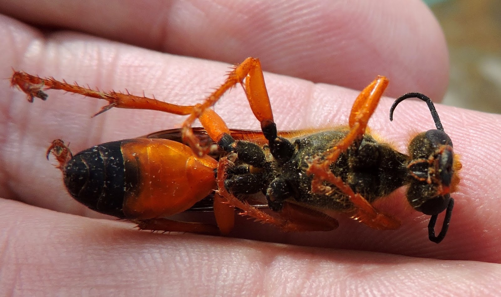 Springfield Plateau: Great Golden Digger Wasp