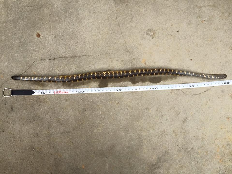 wild shores of singapore: Injured Marbled sea snake at Chek Jawa