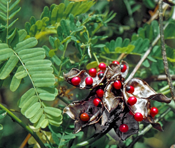5 Jenis Pokok Ini Dihuni Oleh 90% Makhluk Halus Yang Anda Harus Elakkan