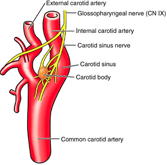 ABC Radiology Blog: Carotid Bodies