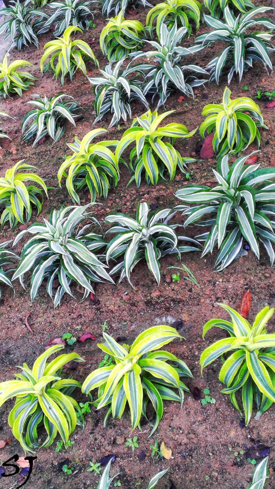 My Palace, My symphony of life and the rhythm in My heart: With Mother ...