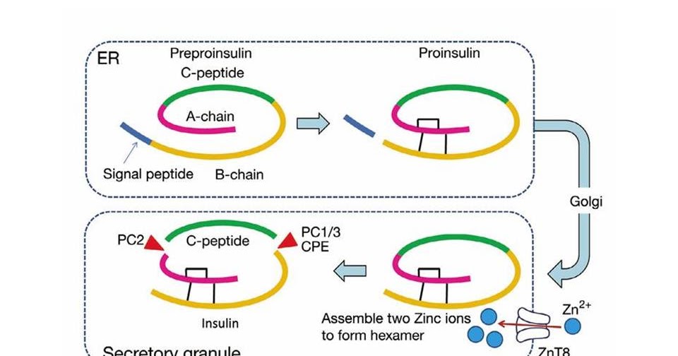 HORMONOLOGÍA HOY: El cinc y la biosíntesis de insulina