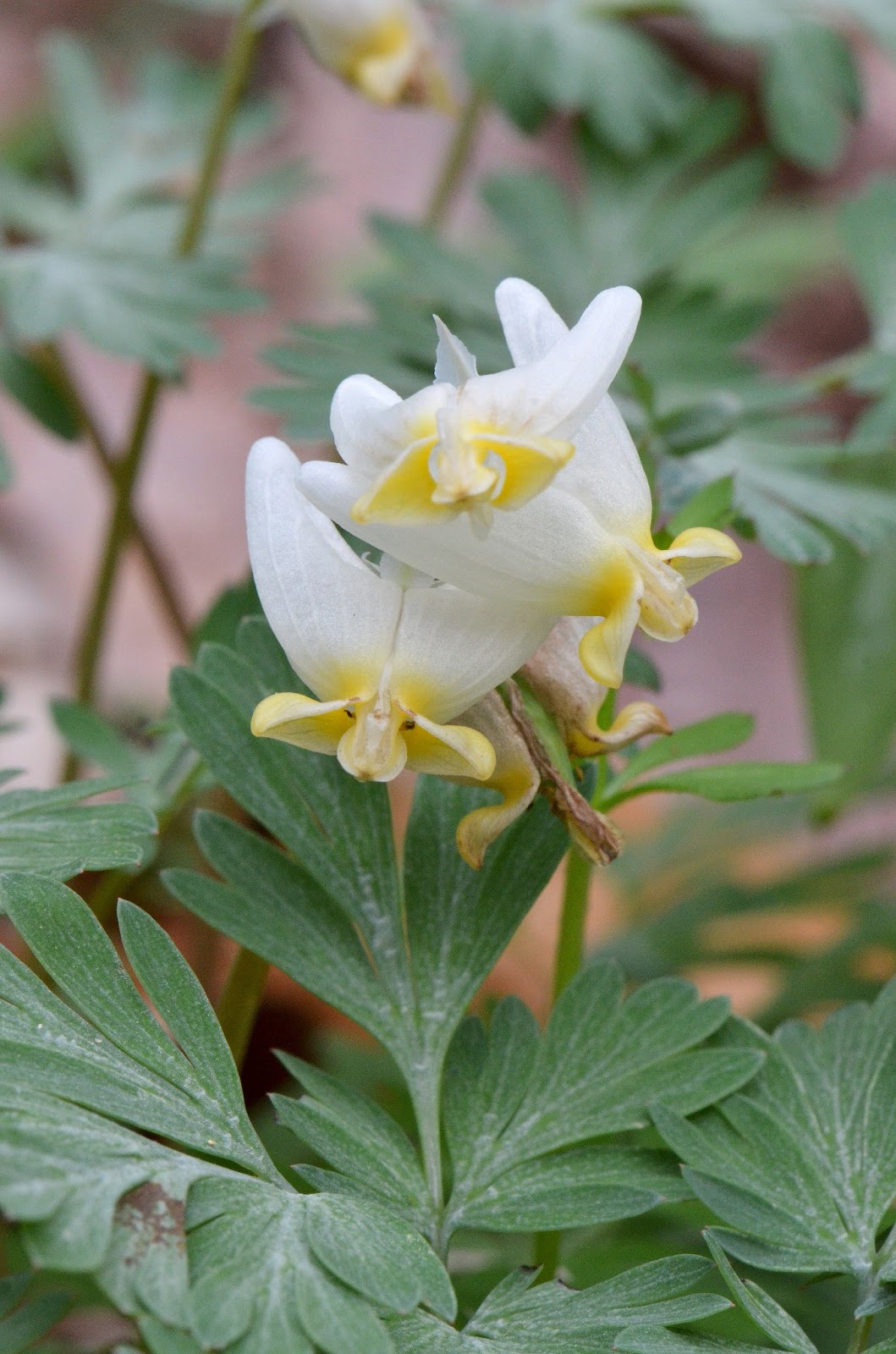 The Kentucky Nature Blog: Spring Wildflowers at Anglin Falls State ...