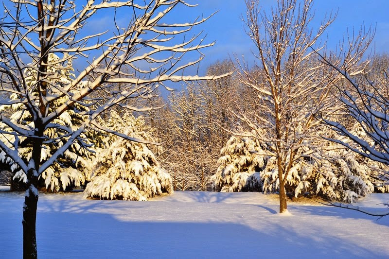 SWAC Girl: Photos: 2011 & 2013 spring snowstorms