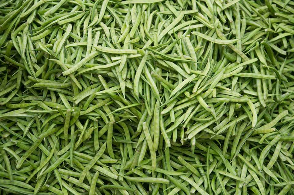 Cultivation of Cluster Beans