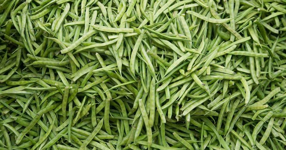 Cultivation of Cluster Beans