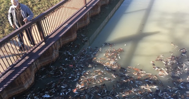 The Big Wobble : Thousands of fish dead in Little River Canada: Climate ...