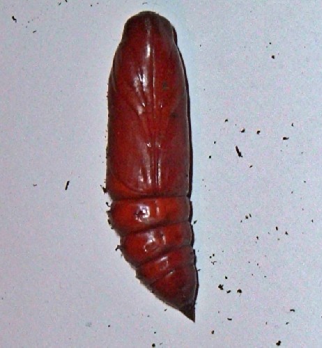 The Death’s-head Hawk Moth is a very strange insect |The Green Bard