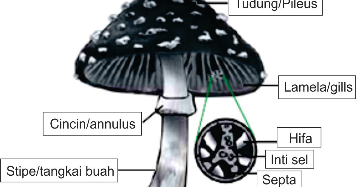 Mikrobiologi Dasar (Morfologi Jamur)
