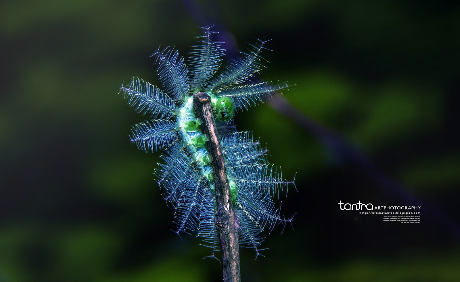 Ulat Serit | TANTRA STUDIO 26