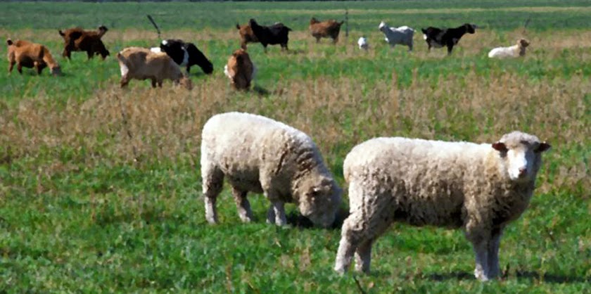 Kansas Graziers: Pasture-Based Sheep and Goat Production, Management ...