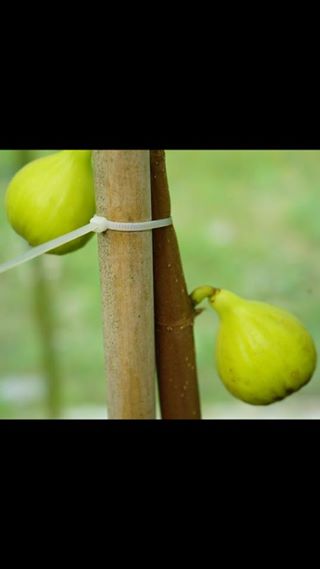 Figs Photo Collection Around the World: JH ADRIATIC Figs