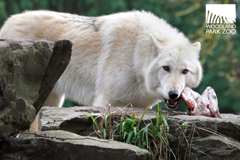 Thanksgiving: Woodland Park Zoo style