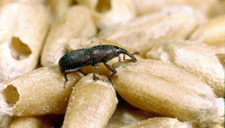 ENIGMATIKA (tupljenje i oštrenje): REČ PO RIJEČ (313)