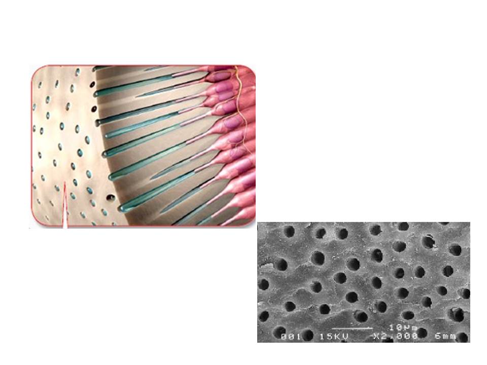 Cariologia web: Estrutura da dentina