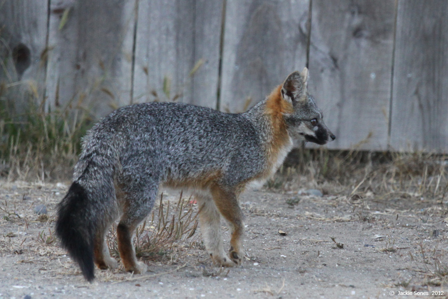 The Natural History of Bodega Head: Silvery gray