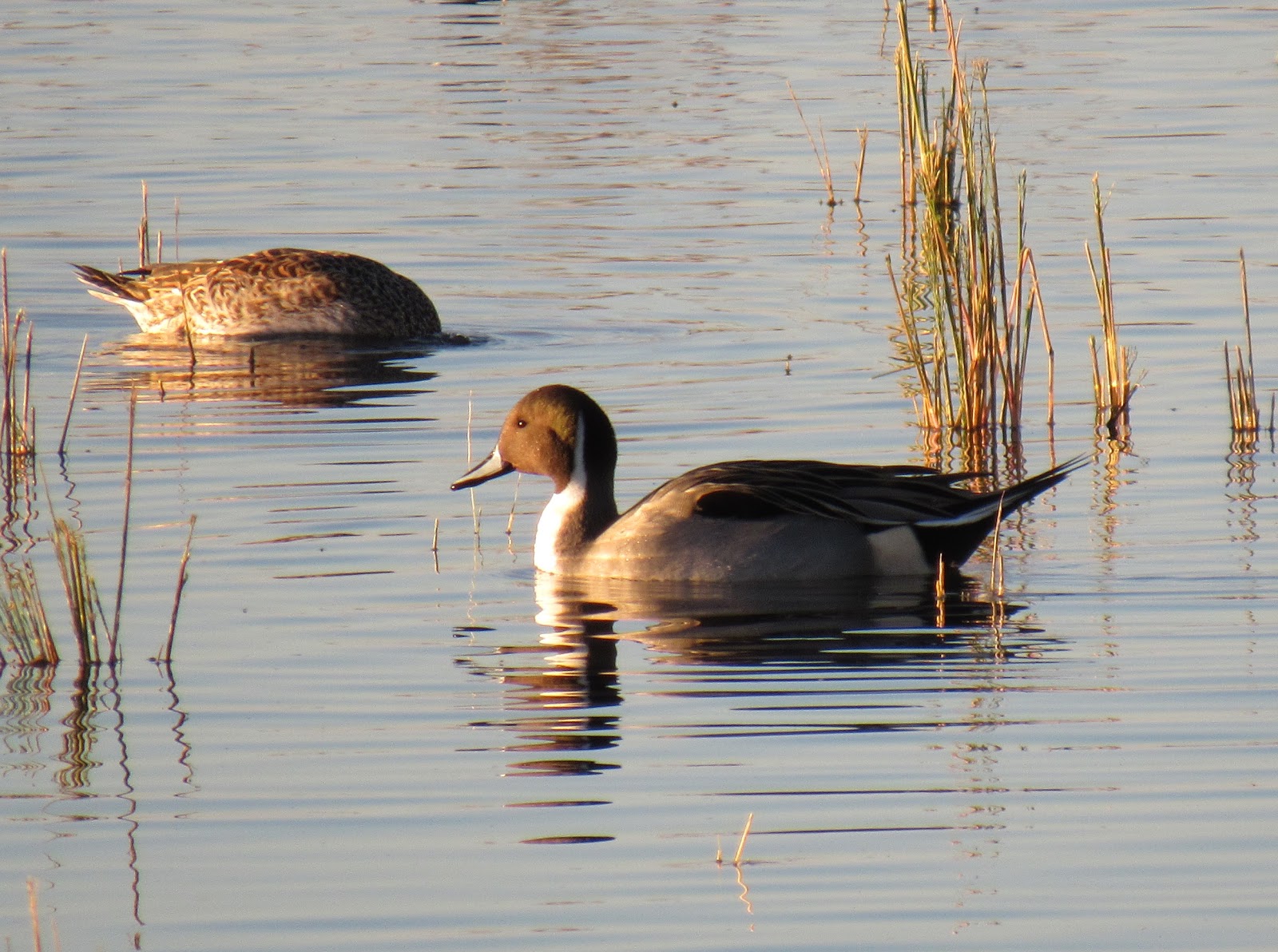 Northern Pintail