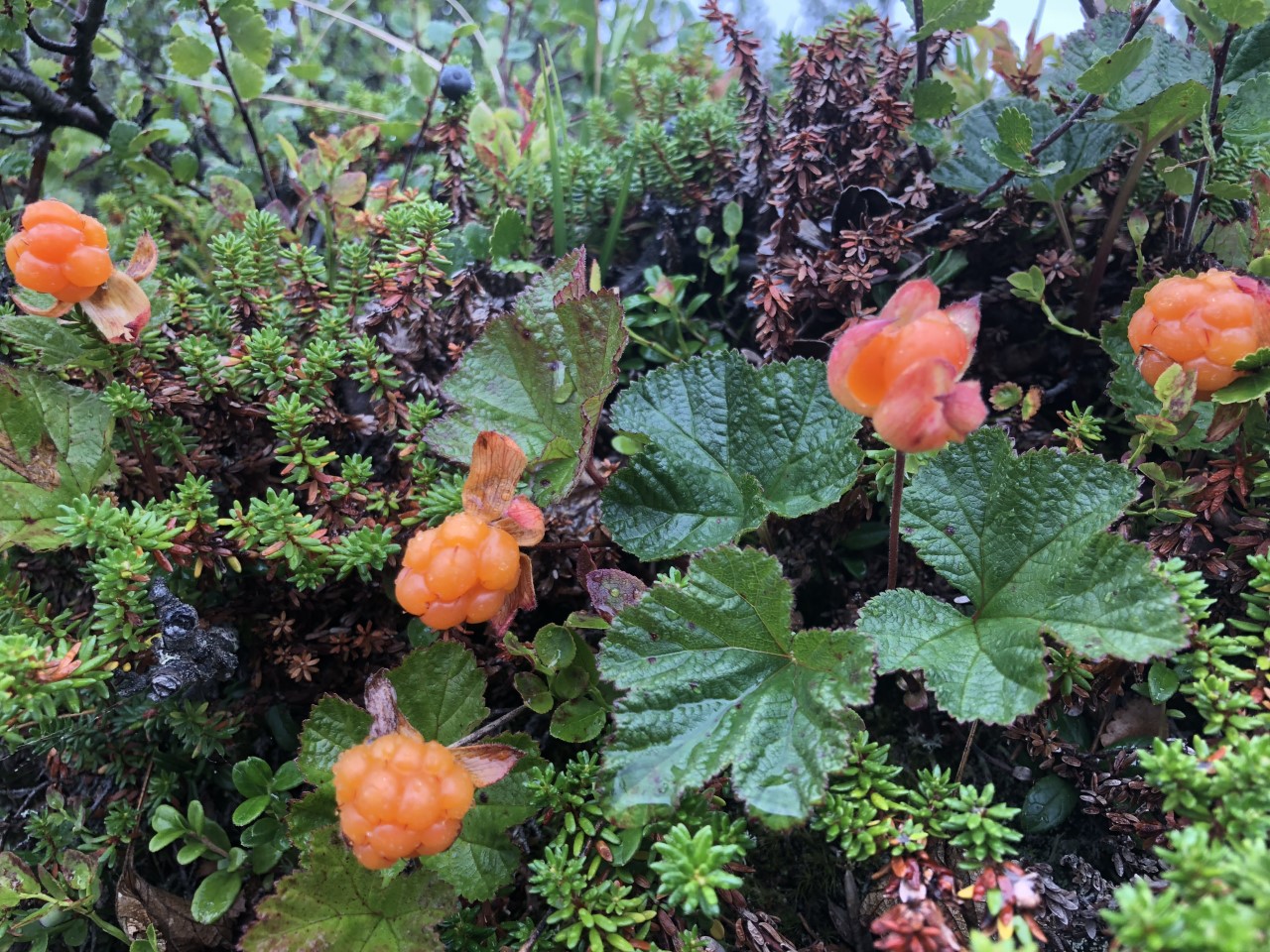 "VAKKER SOM ET SOLMODENT MULTEBÆR"