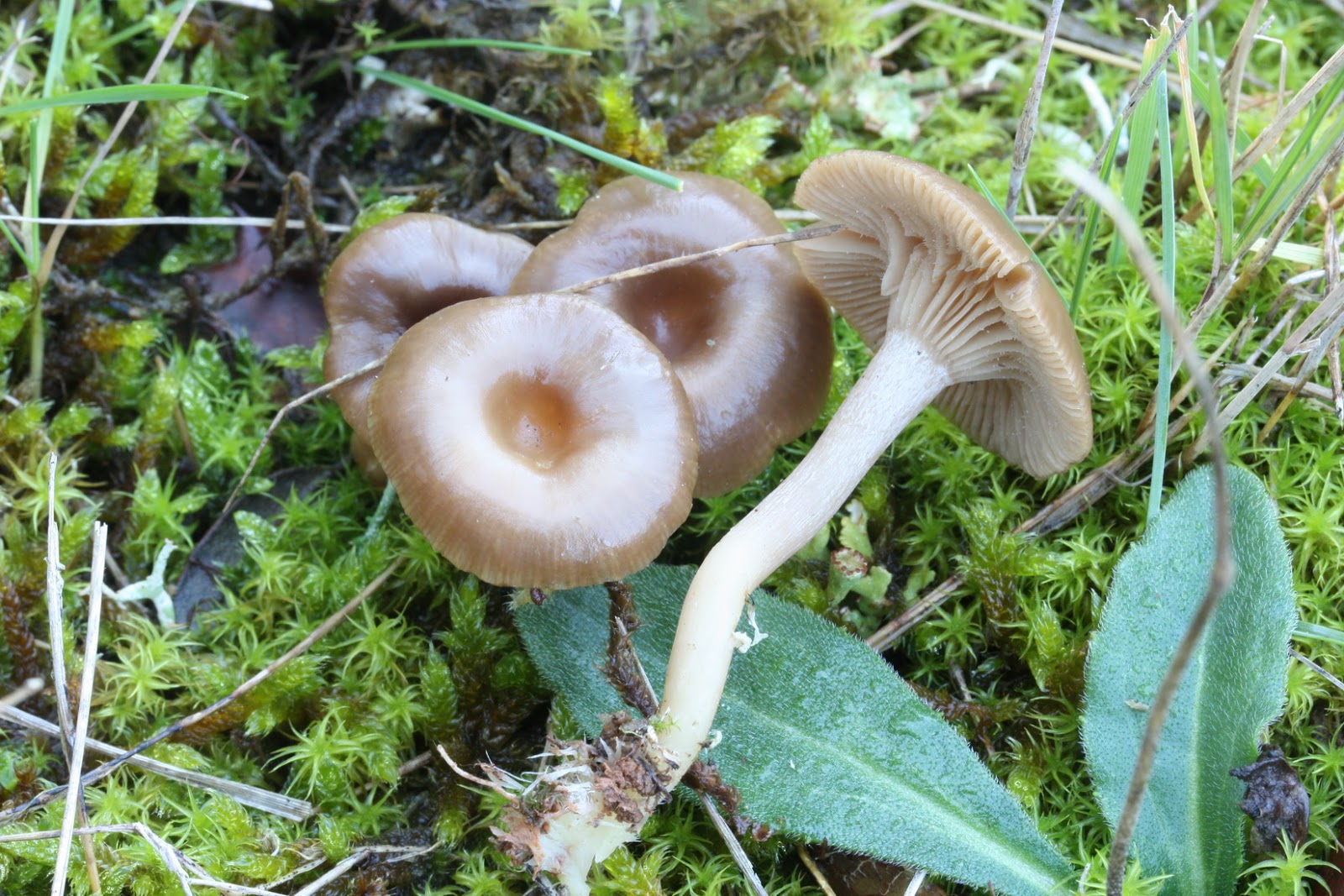 El mundo microscópico de los hongos: Clitocybe lituus (Fr.) Métrod