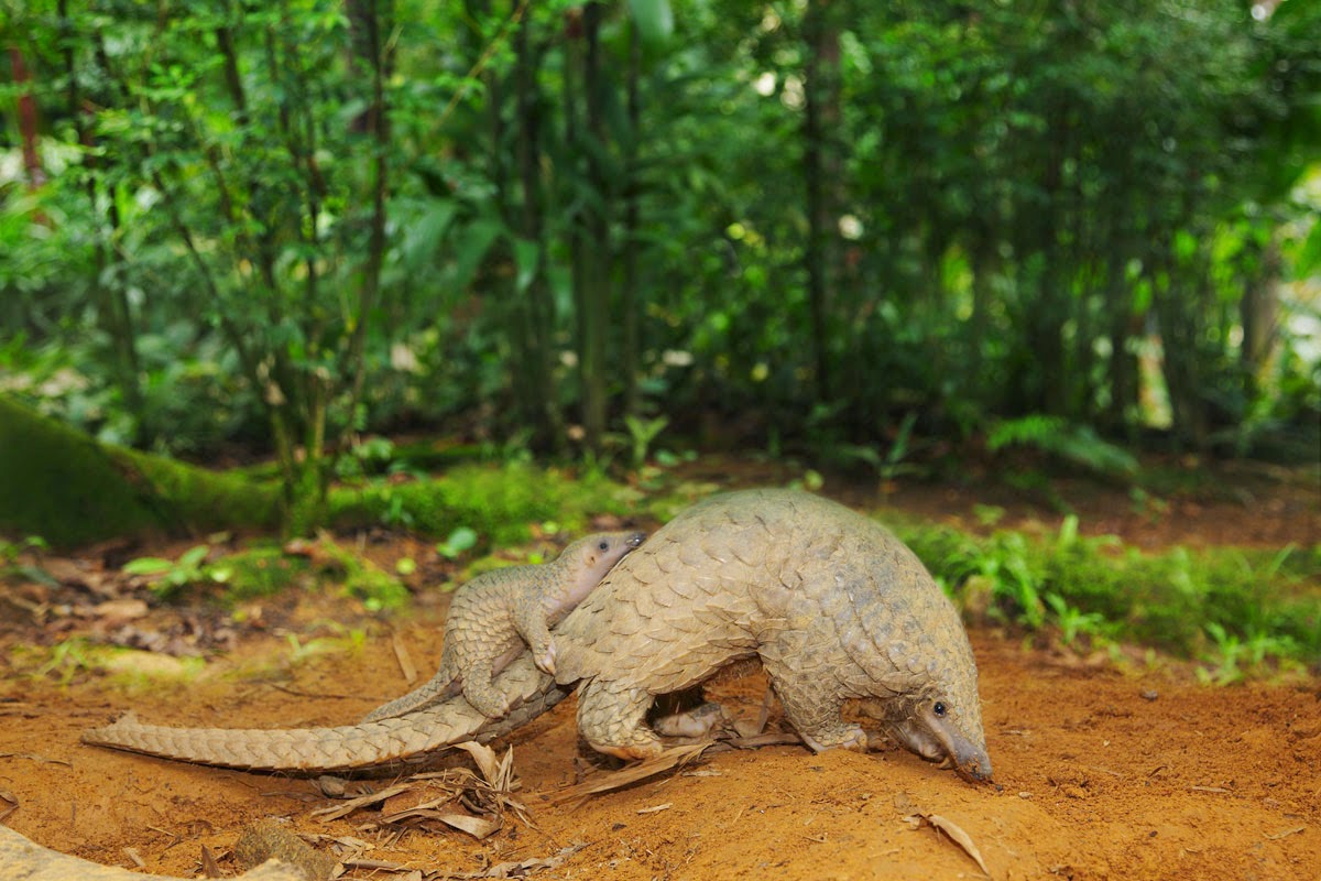 Pangolin _ Save Pangolins