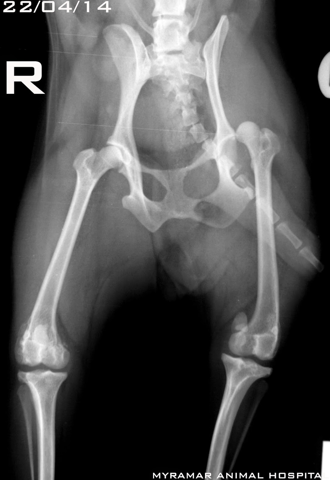 5. FRACTURAS DE CADERA. TRAUMATOLOGÍA VETERINARIA.