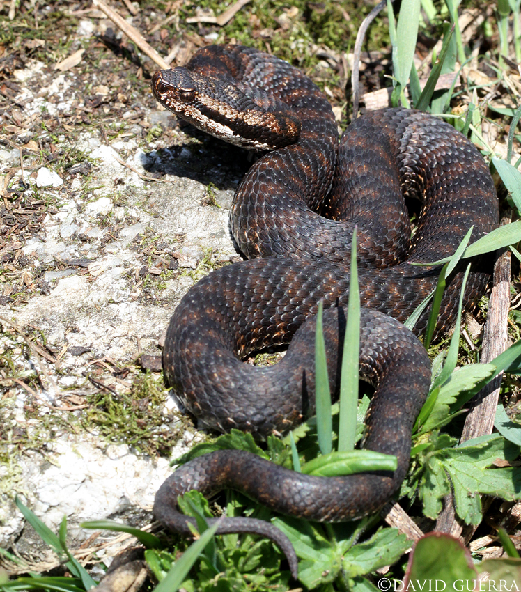 genusvipera: Vipera aspis
