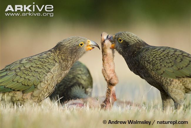 Parrot talk: The Kea