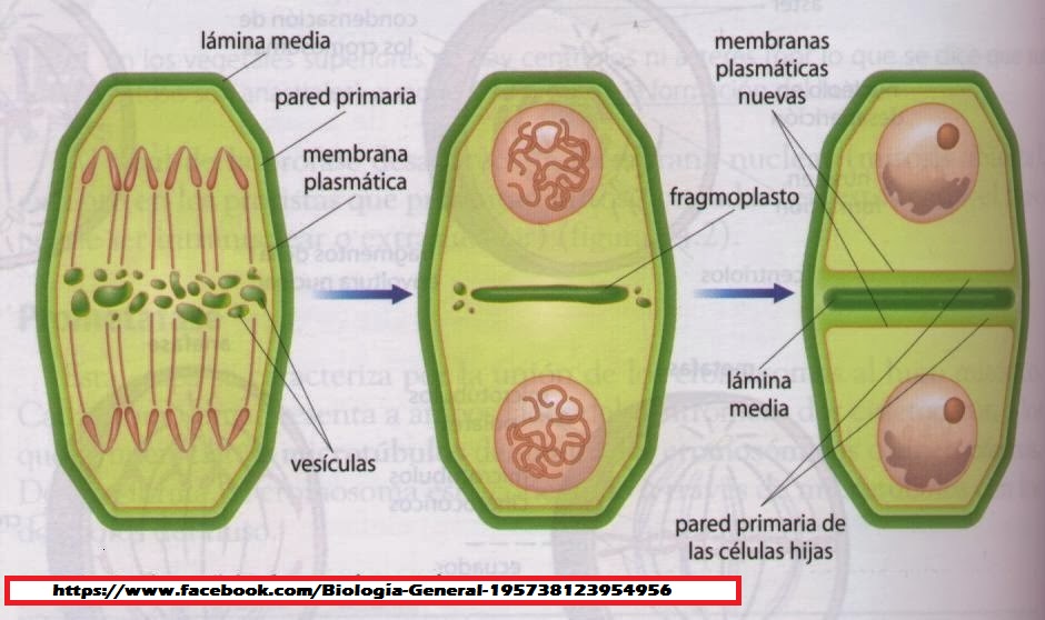 Biología General: CITOCINESIS EN CÉLULAS ANIMALES Y VEGETALES
