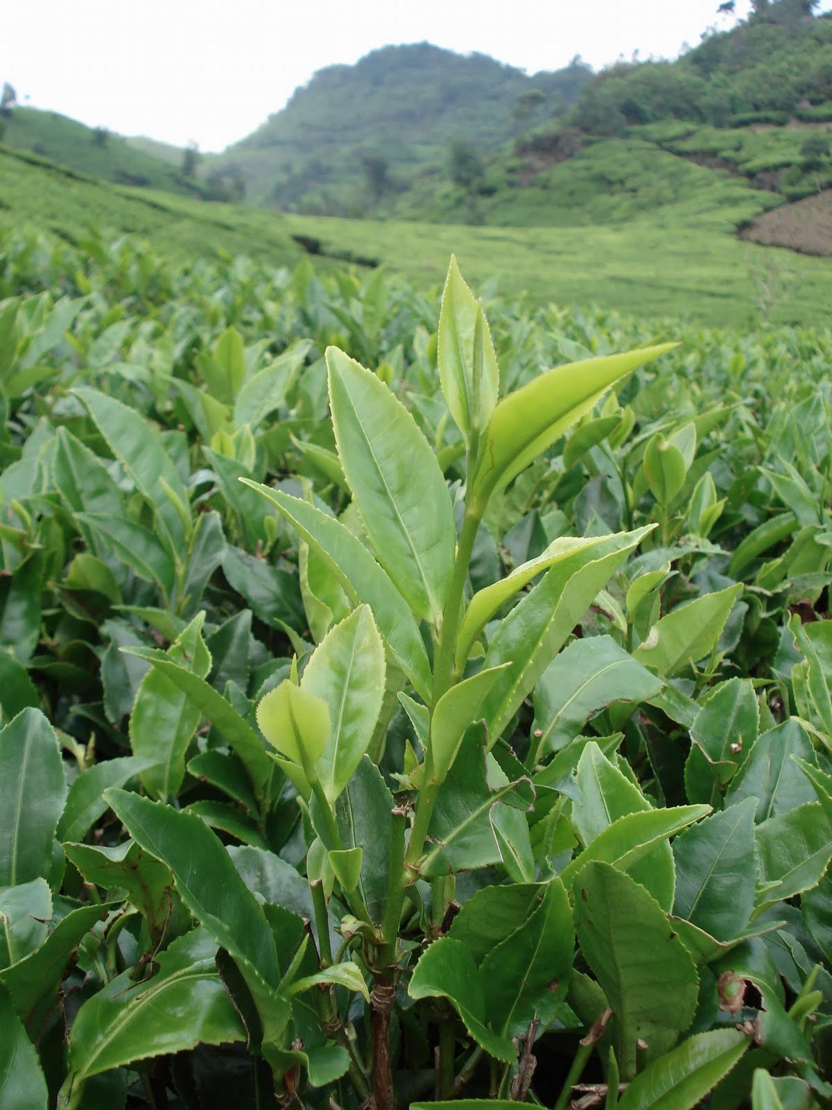 THE BENEFITS OF TEA for HUMAN BODY