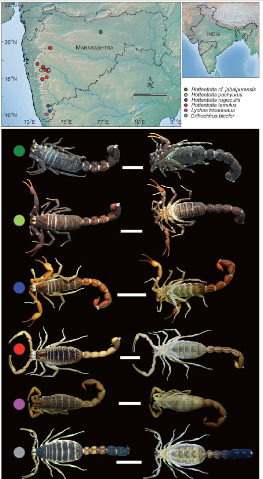 The Scorpion Files Newsblog: First molecular phylogeny of scorpions of ...