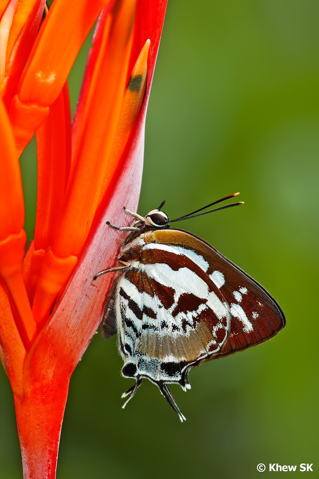 Butterflies of Singapore: Butterfly Photography