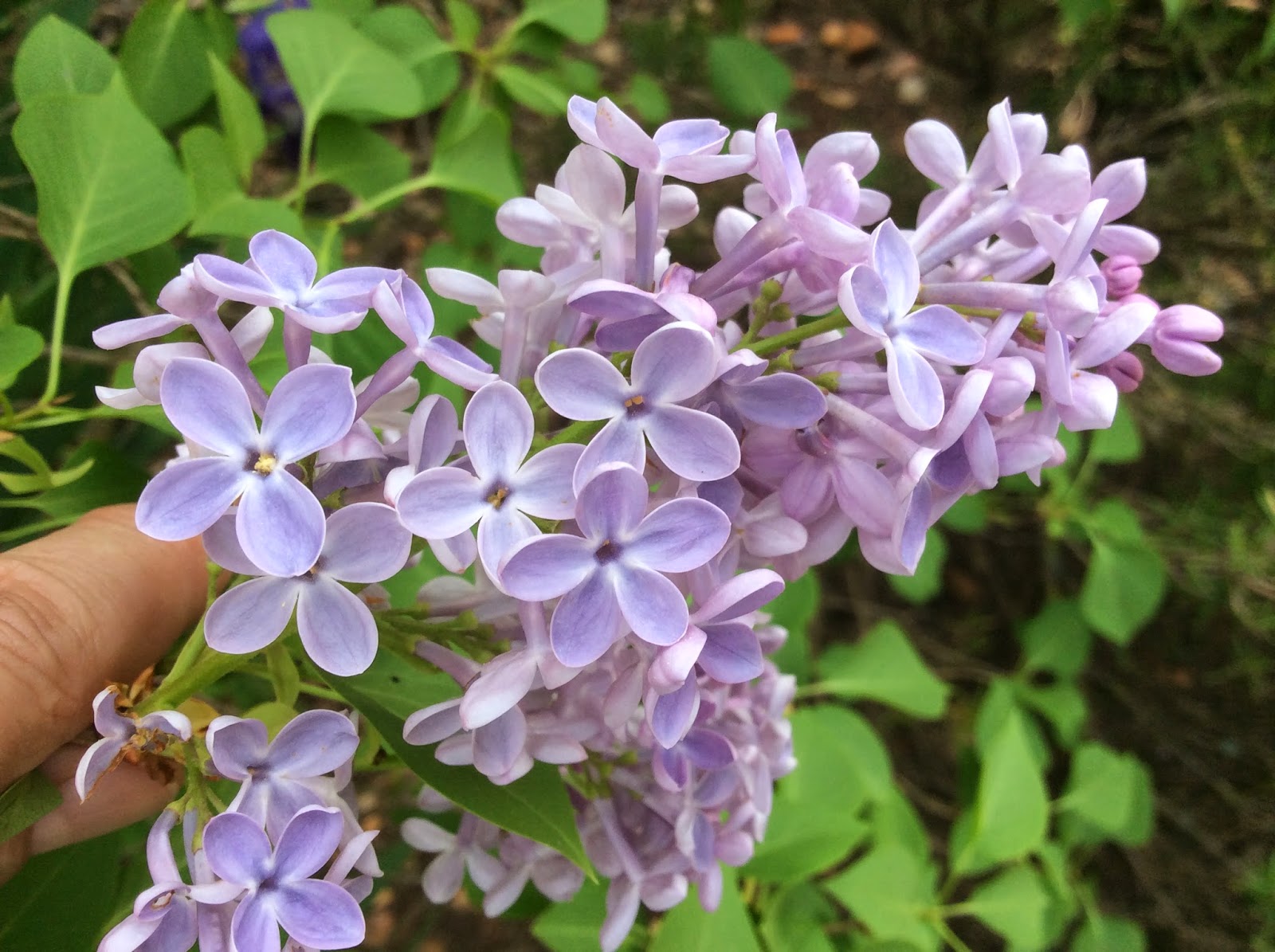 Plantas Medicinales Tian: LILA