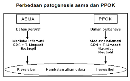 PENYAKIT PARU OBSTRUKTIF KRONIK (PPOK) : Definisi, Gejala, Pengobatan ...