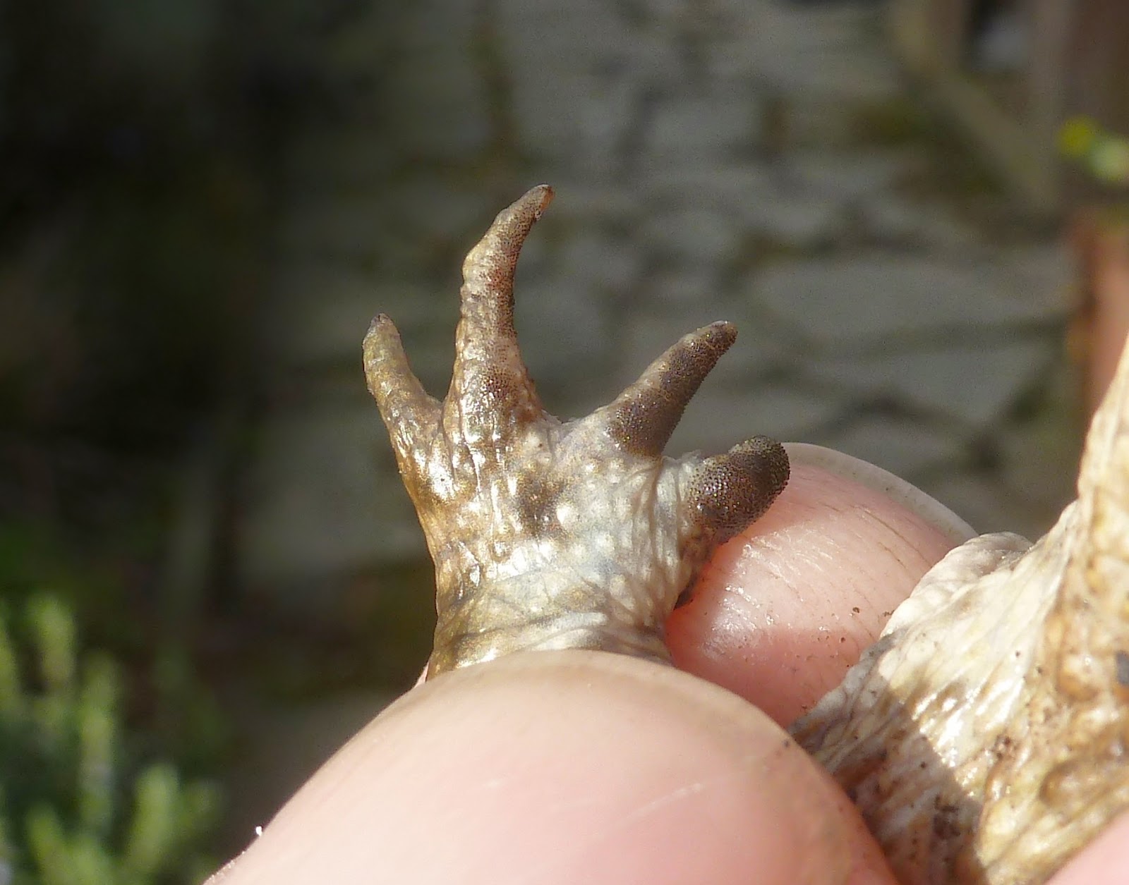 Calderdale Wildlife: Tubercles on front "hands" of male Common Toad