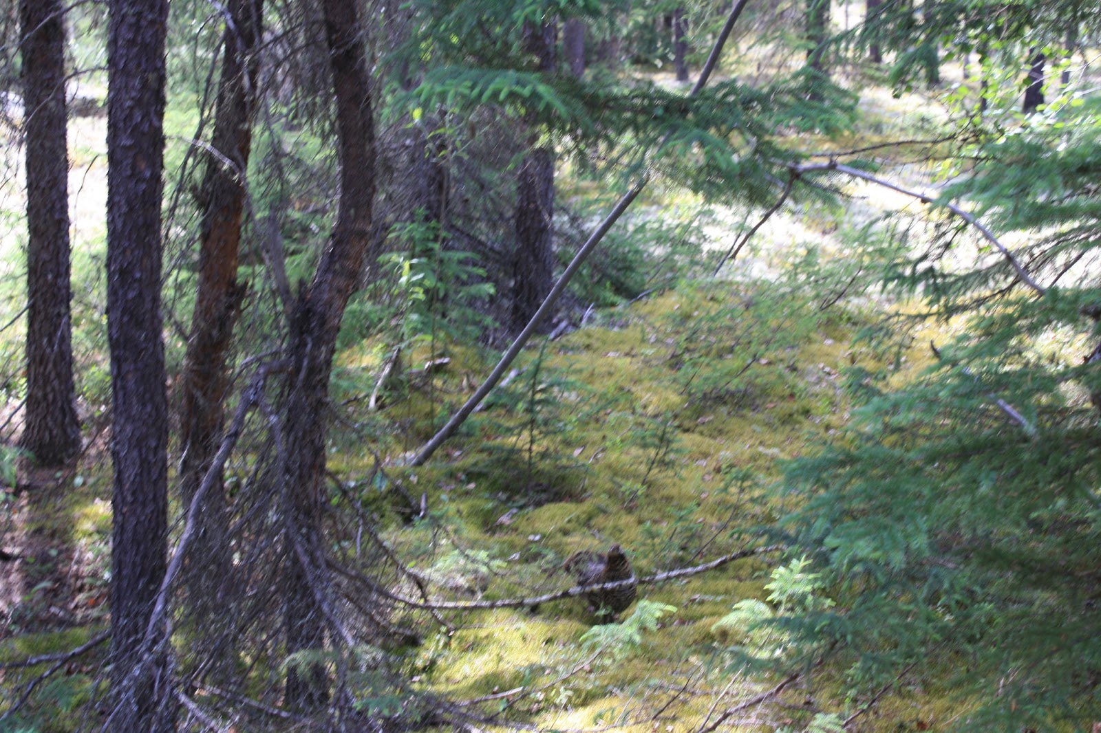 People's Trust Saskatoon: MY WONDERFUL TRIP TO LEAF RAPIDS