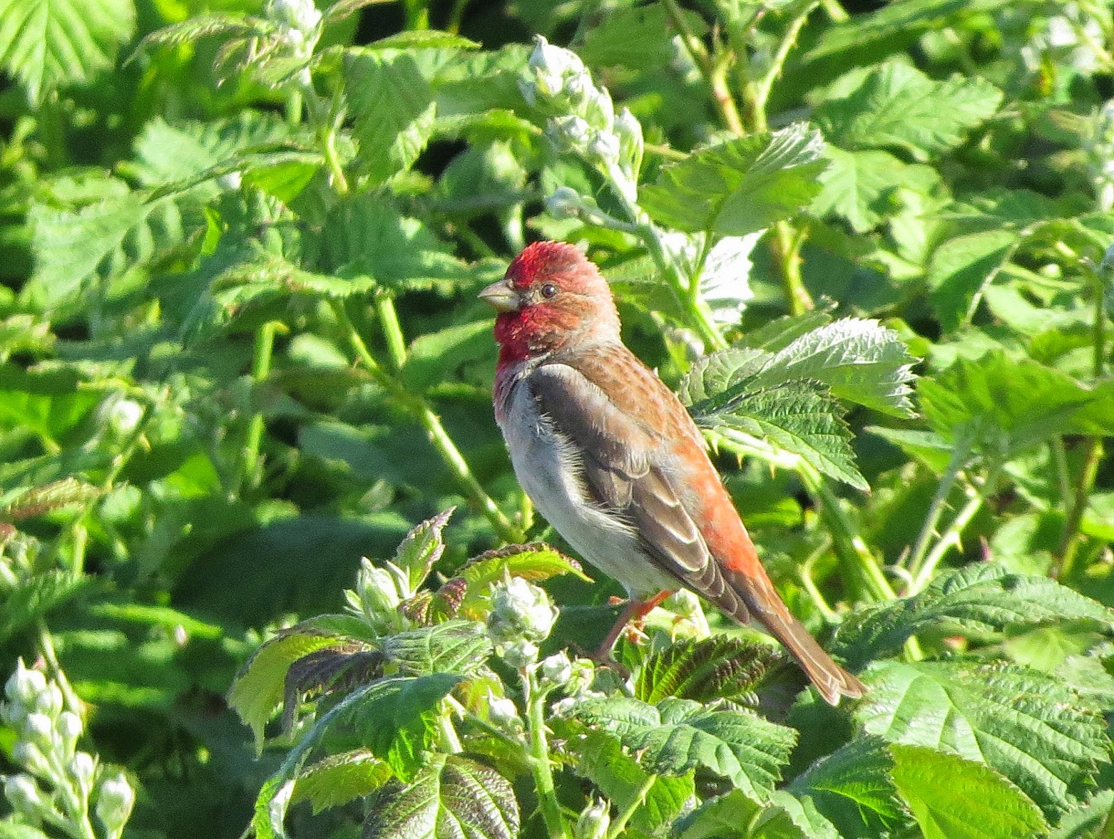 De Vogelaars: Roodmus. Katwijk aan Zee - De Zanderij. 23 mei 2015.