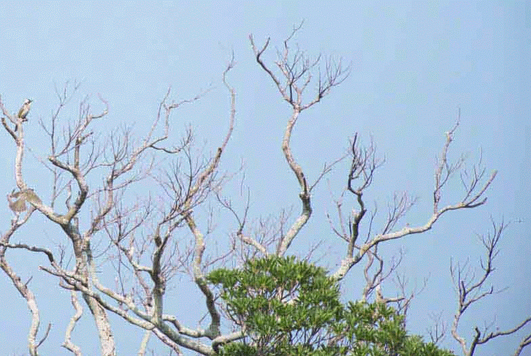 Ryukyu Life: Wordless Wednesday -- Noisy Bird GIFs