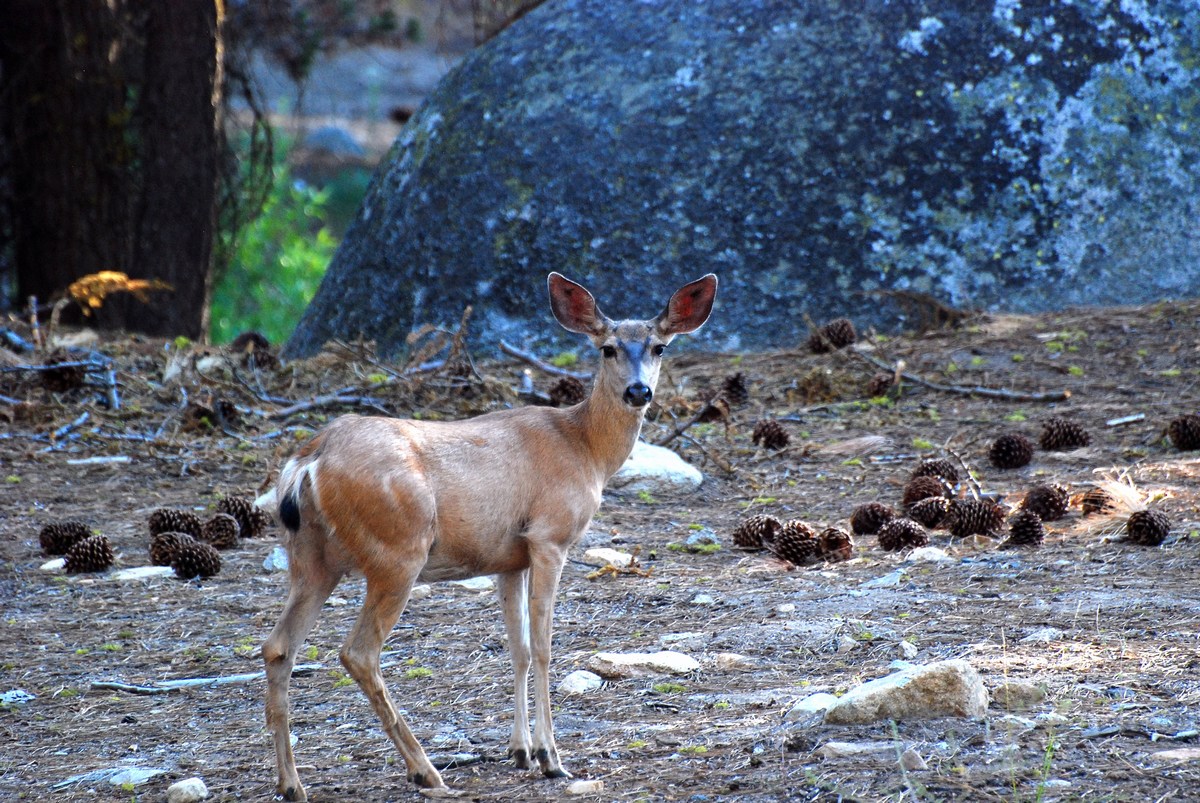 Etats-Unis - Sequoia National Park, Californie - Les routes de tous les ...