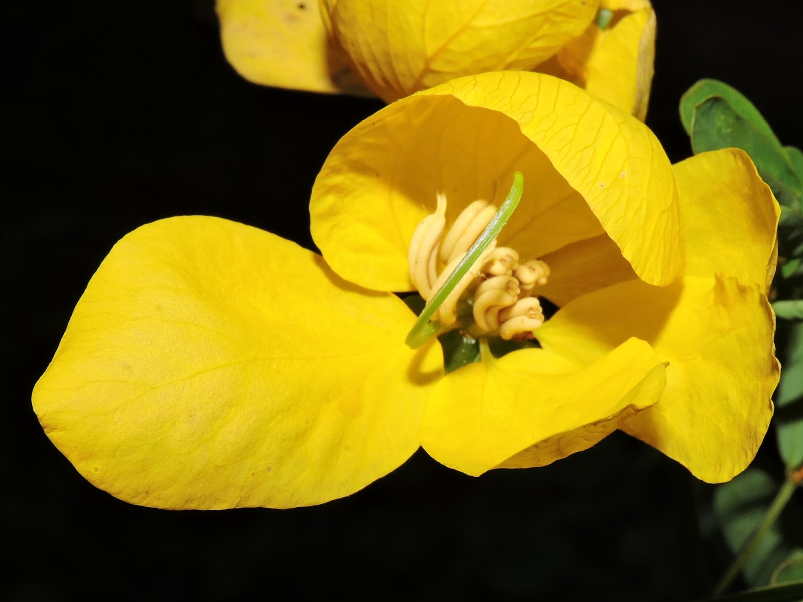 Fabaceae - Leguminosae no Brasil: Leguminosae - Senna aversiflora (Herb ...