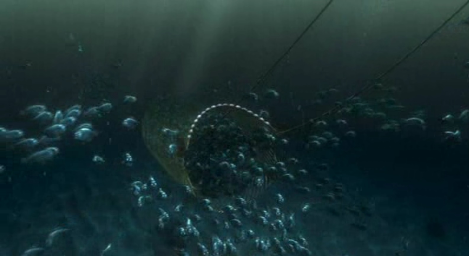 Verde Zona: Cine Ambiental; Buscando a Nemo