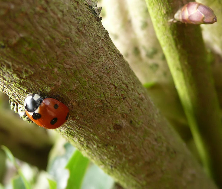 ...COQUELICOTS, COQUILLAGES...et BELLES PAGES !: Les coccinelles posent ...
