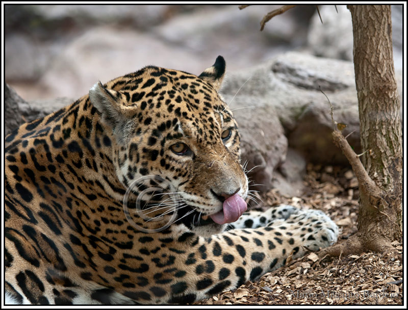 PERDIDO EN EL AMAZONAS: Panthera onca (Jaguar, tigre americano, ocelote)
