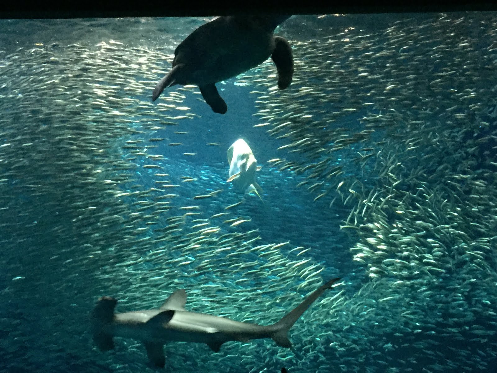 Evie and Her Mom RVing: Monterey Bay and its Aquarium